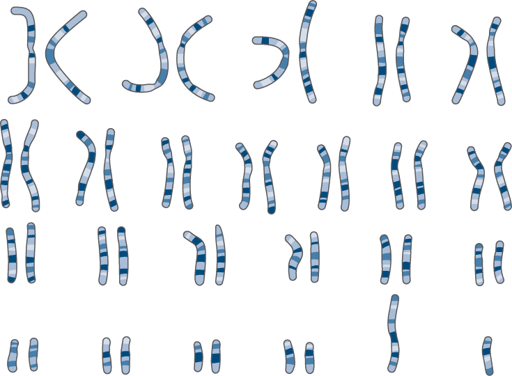 Kariotip/Kariogram Interaktivni