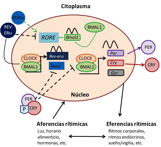 Diferencias entre los diferentes tipos de ritmos biológicos | Genially