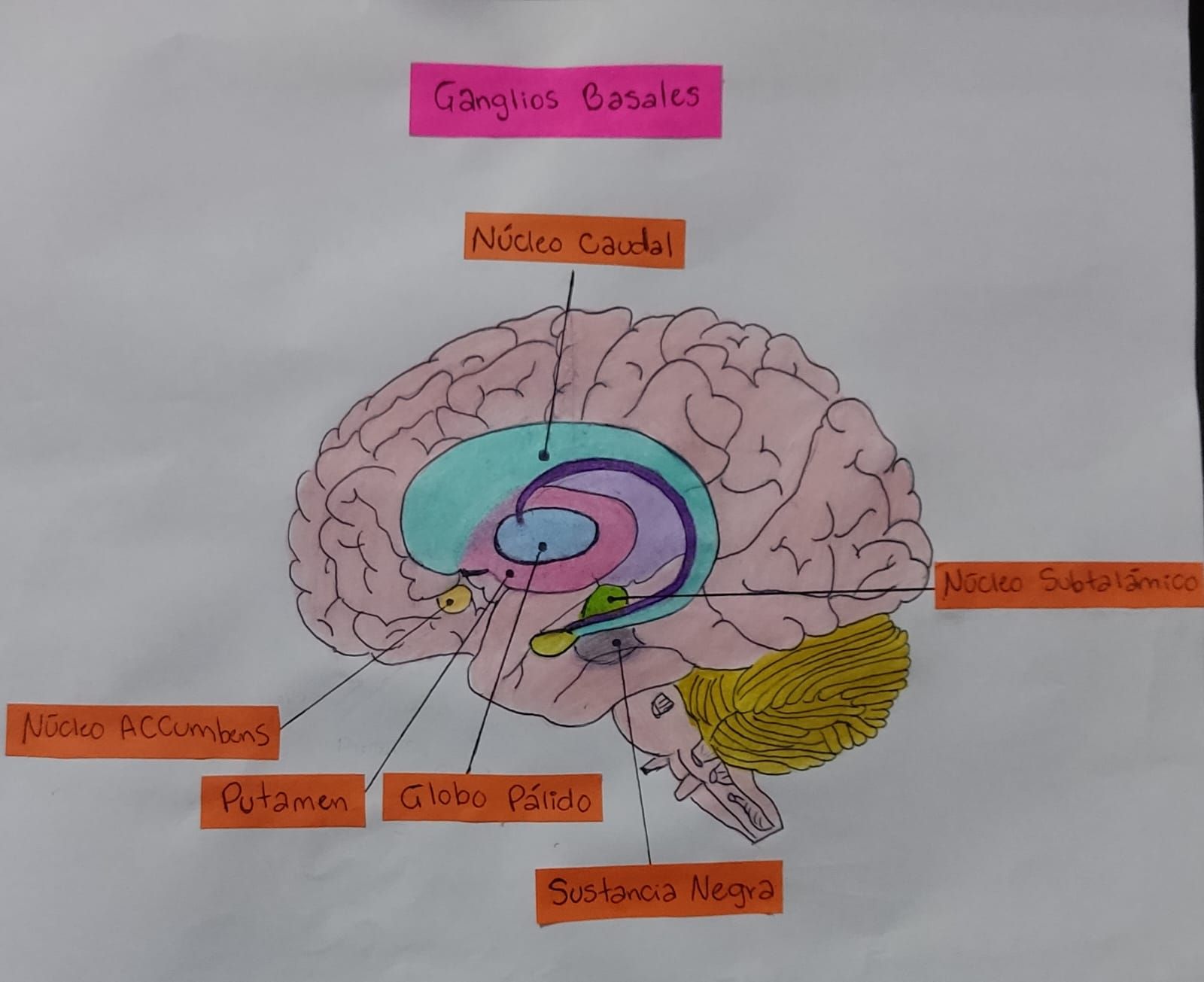 Dibujo de los Ganglios Basales