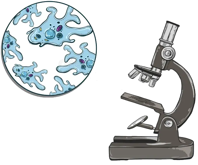 INFO STEM | Genially