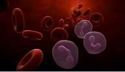 ANEMIA APLÁSICA SEVERA | Genially