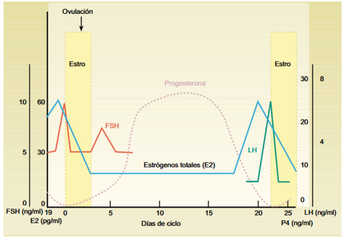 Anatomia y fisologia de la cerda | Genially