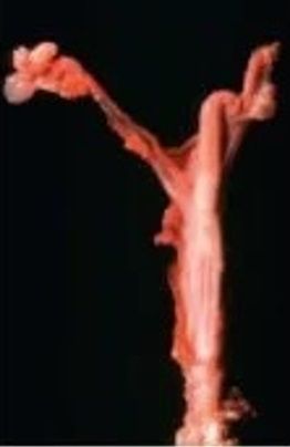 Anatomia y fisologia de la cerda | Genially