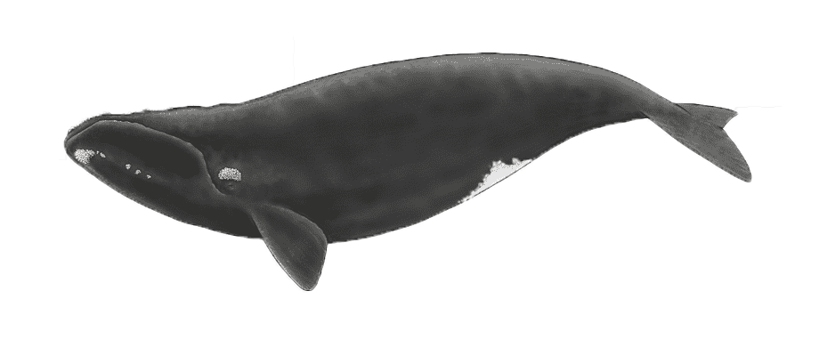 Animales autóctonos Argentina | Genially