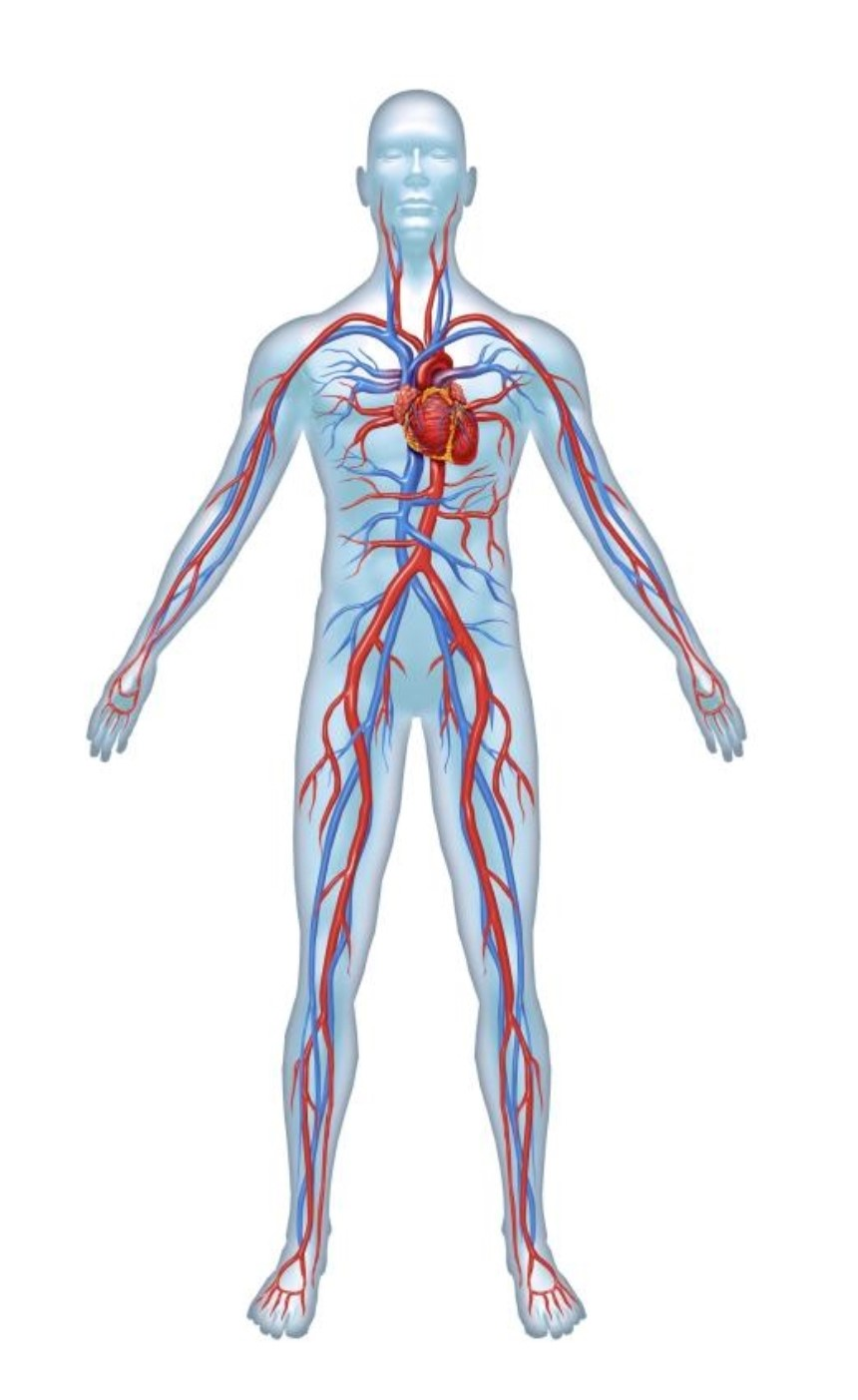 Circulatory System No Labels