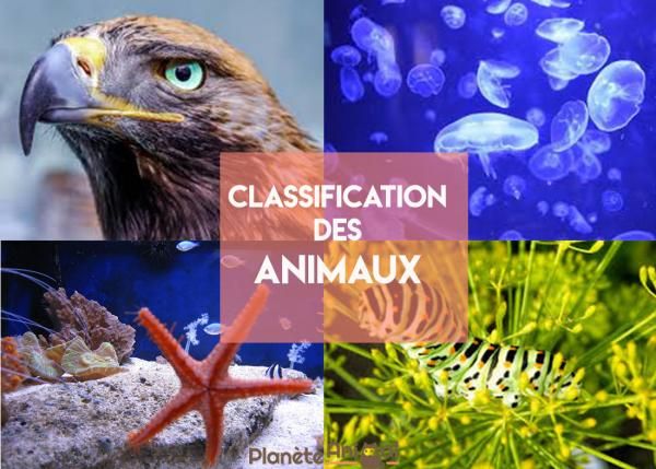 La classification des animaux