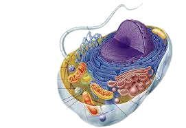 LIFE'S EVOLUTION | Genially