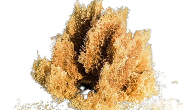 LIFE'S EVOLUTION | Genially