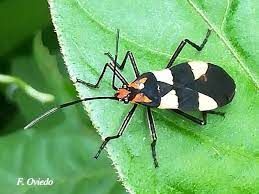LOS GRUPOS DE INSECTOS