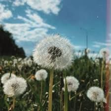 Dandelions Infografy