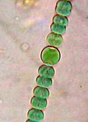 chapitre 4 parenté et évolution des EV | Genially