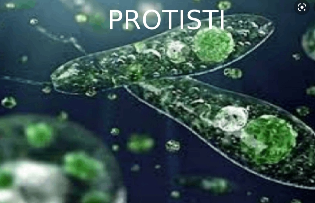 protisti