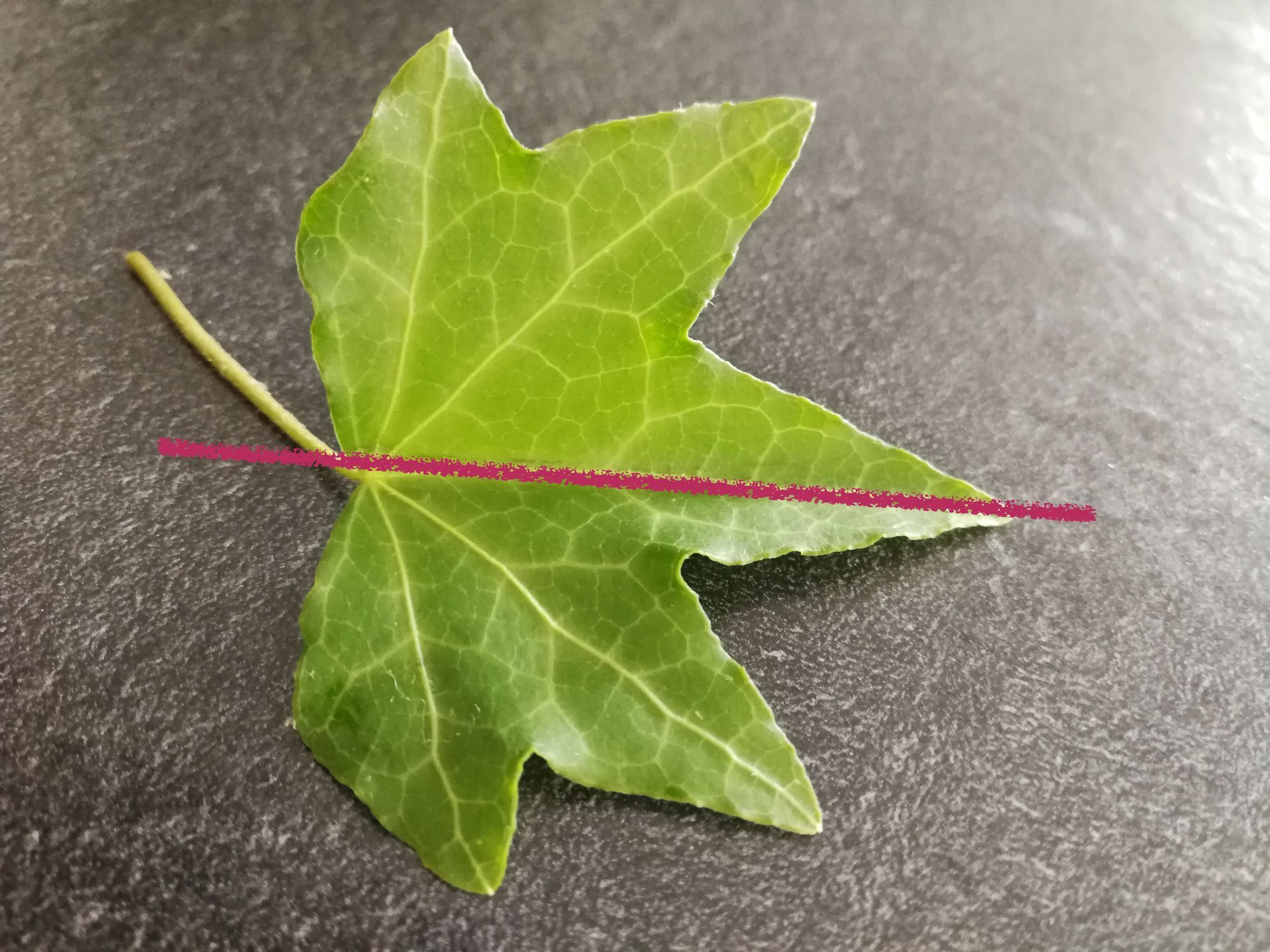 Symétrie dans la nature