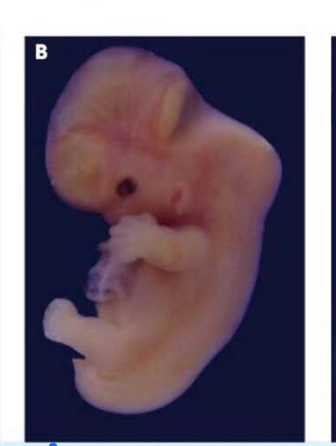 ESTADIO 19 EMBRIÓN | Genially