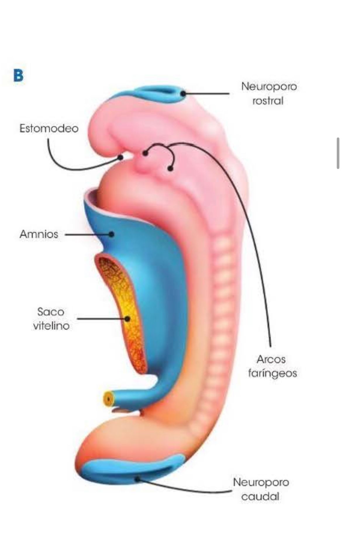 ESTADIO 11 EMBRIÓN | Genially