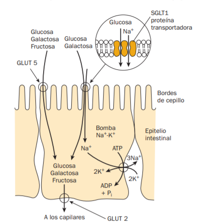 Carbohidratos Abs