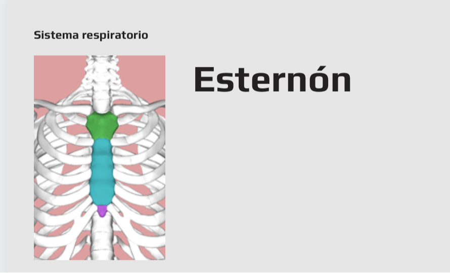 El esternón