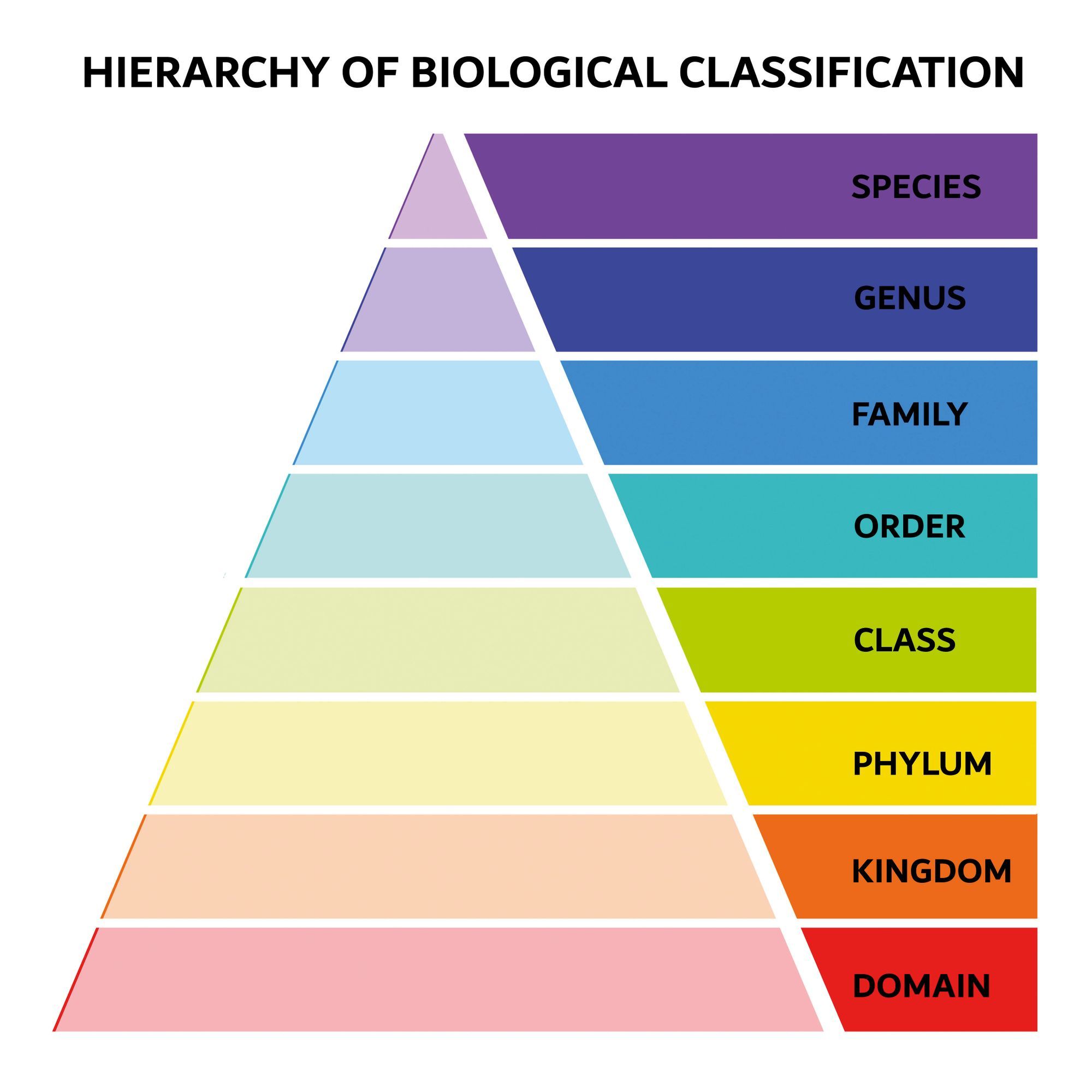 La classificazione dei viventi | Genially