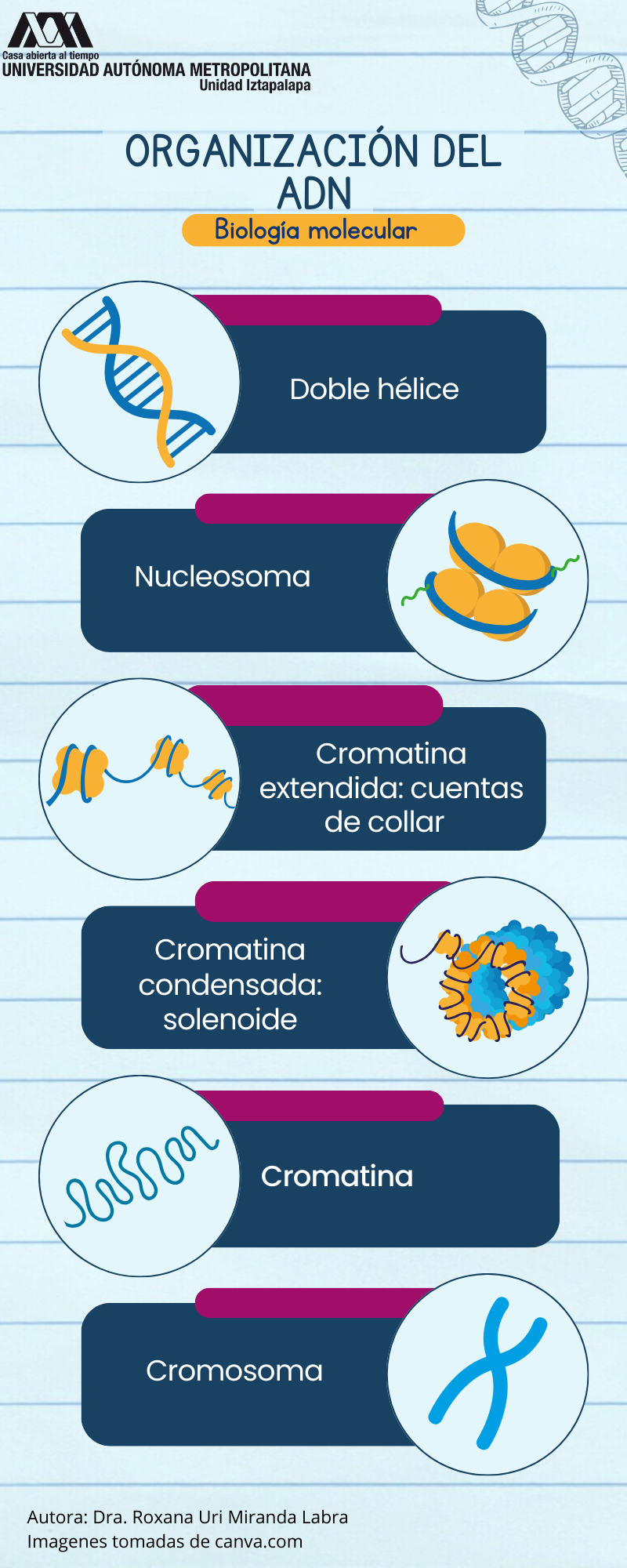 Organización del ADN