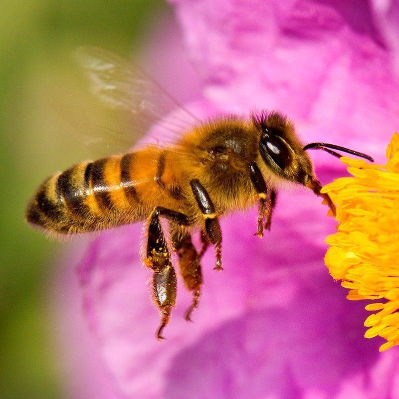 ABEJAS. | Genially