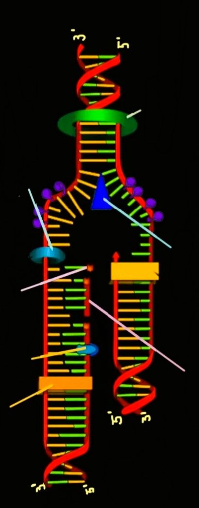 REPLICACIÓN DEL ADN | Genially