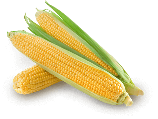 Padi Pado | Genially