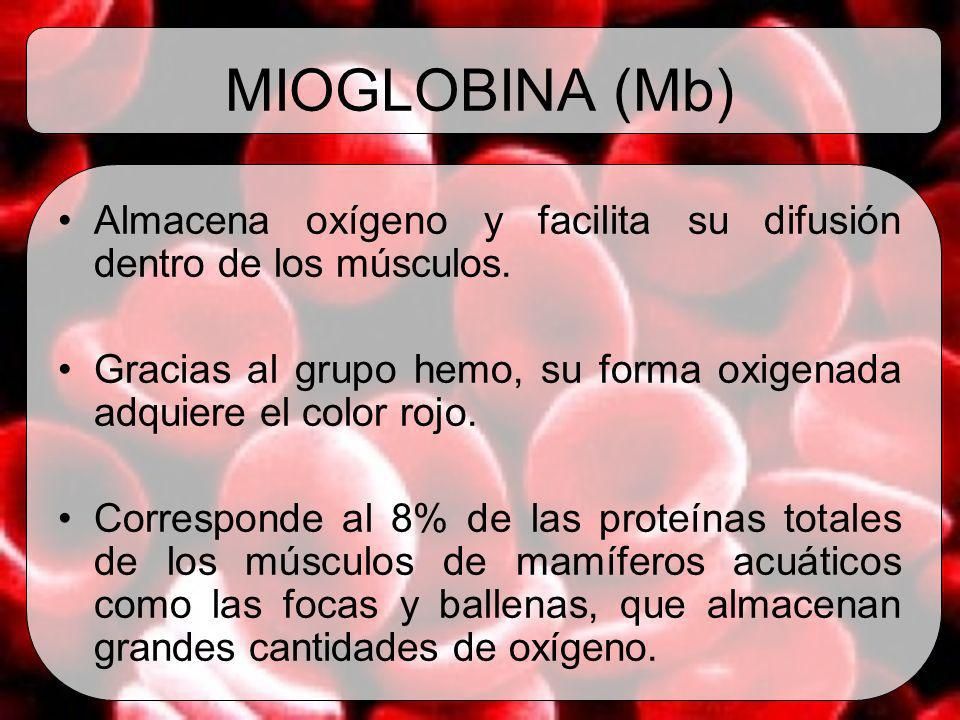 Mioglobina | Genially