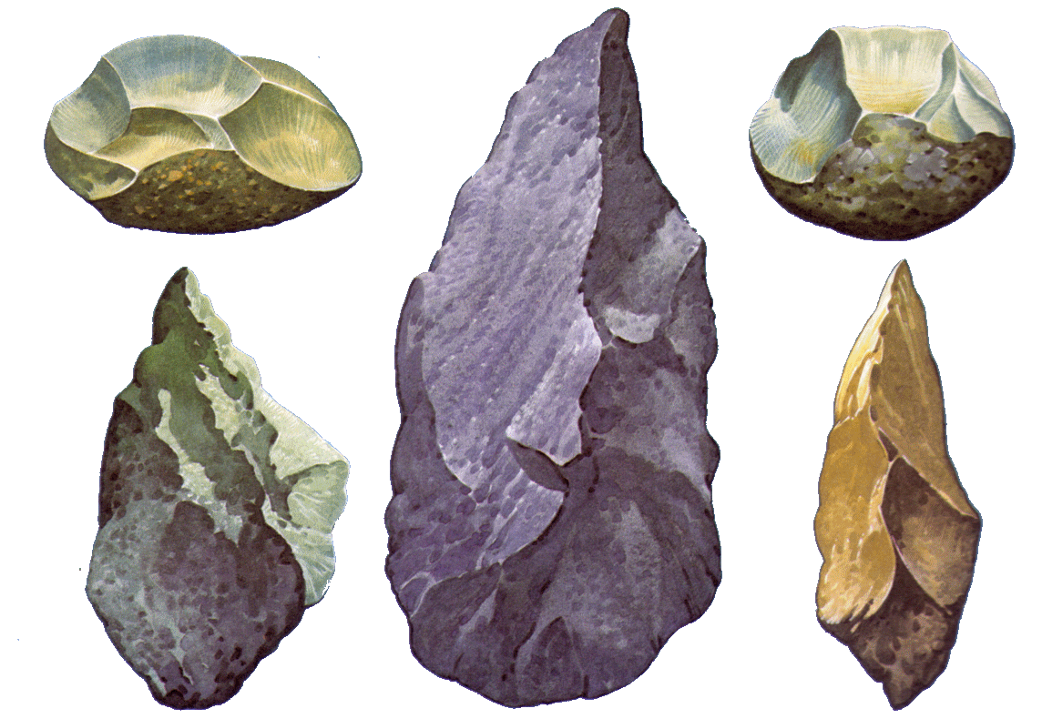 EVOLUTION PROCESS | Genially