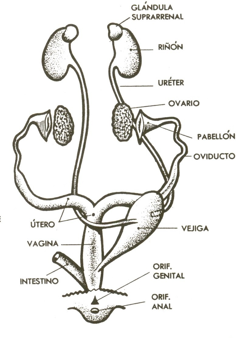 Sistema Reproductor De La Cerda Hembra Untitled