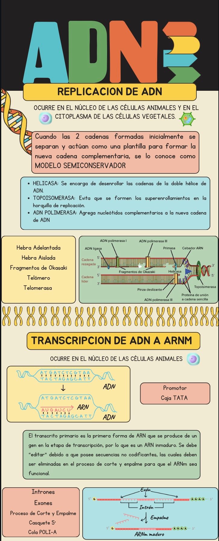 INFOGRAFÍA ADN | Genially