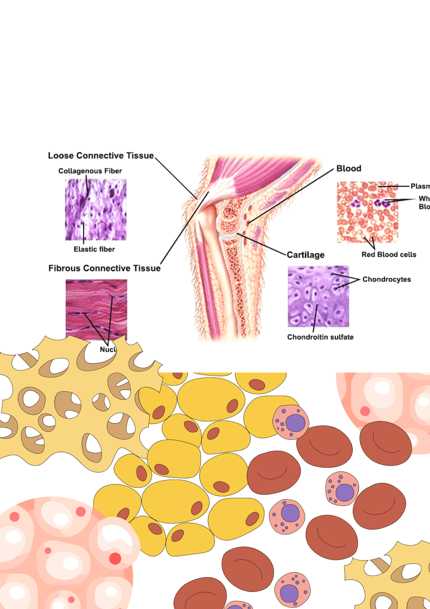 Connective Tissue | Genially