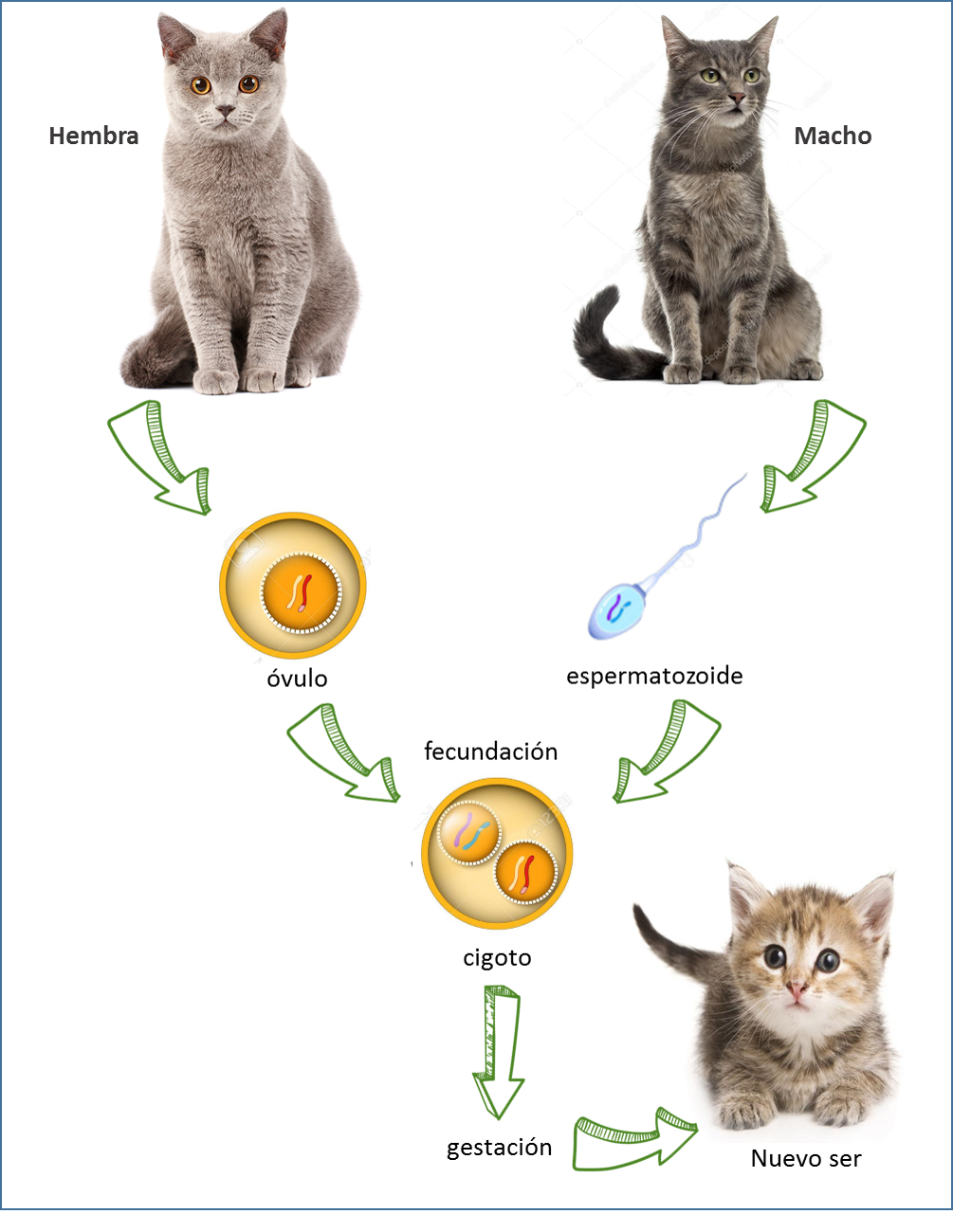 Reproducción Sexual en animales | Genially