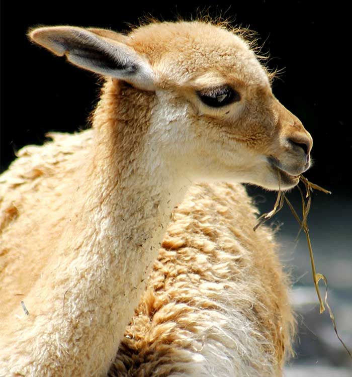 INFOGRAFIA DE LA VICUÑA