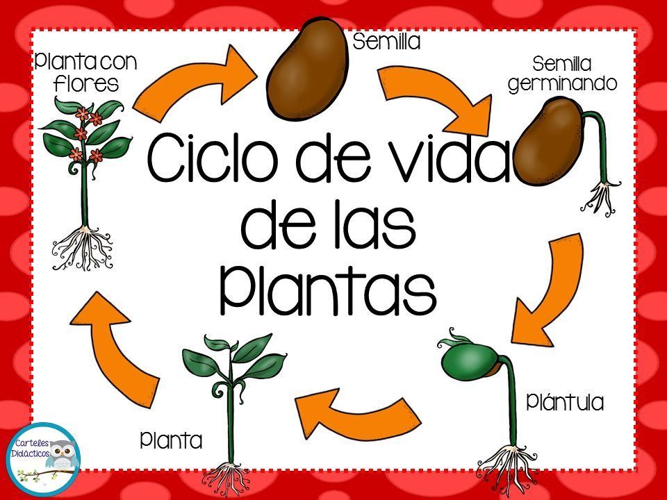 Ciclo de vida de las plantas | Genially