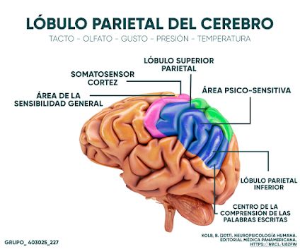 lobulo parietal | Genially