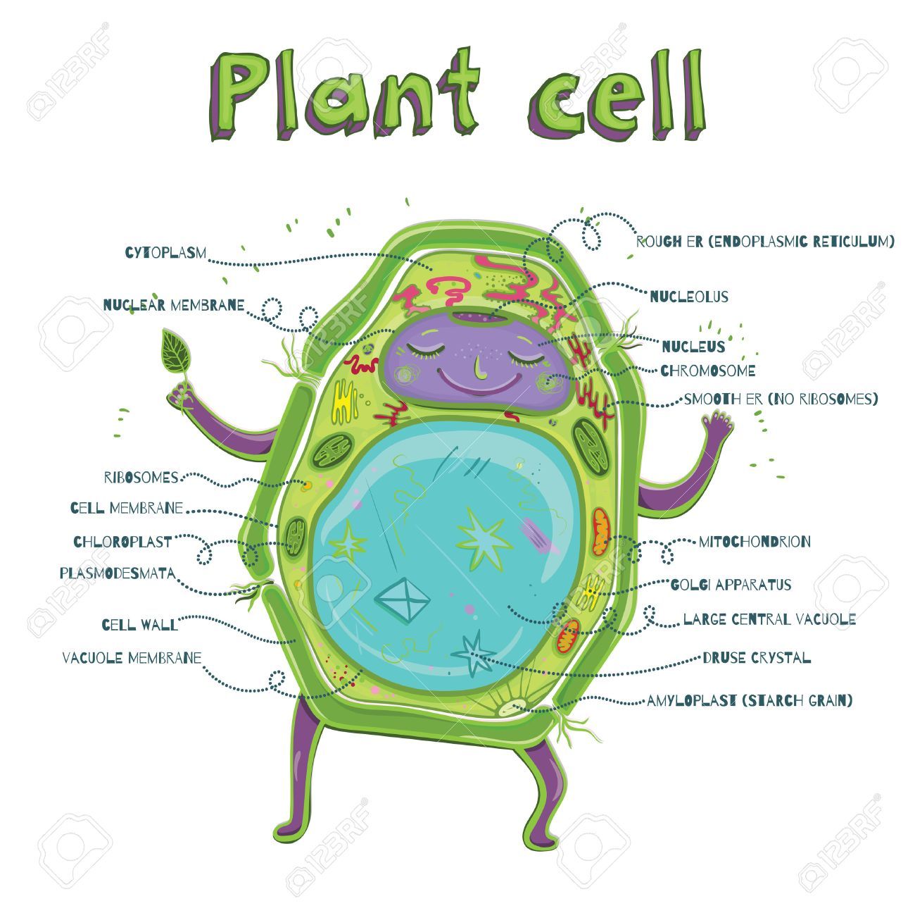 Animal cell vs. Plant cell | Genially