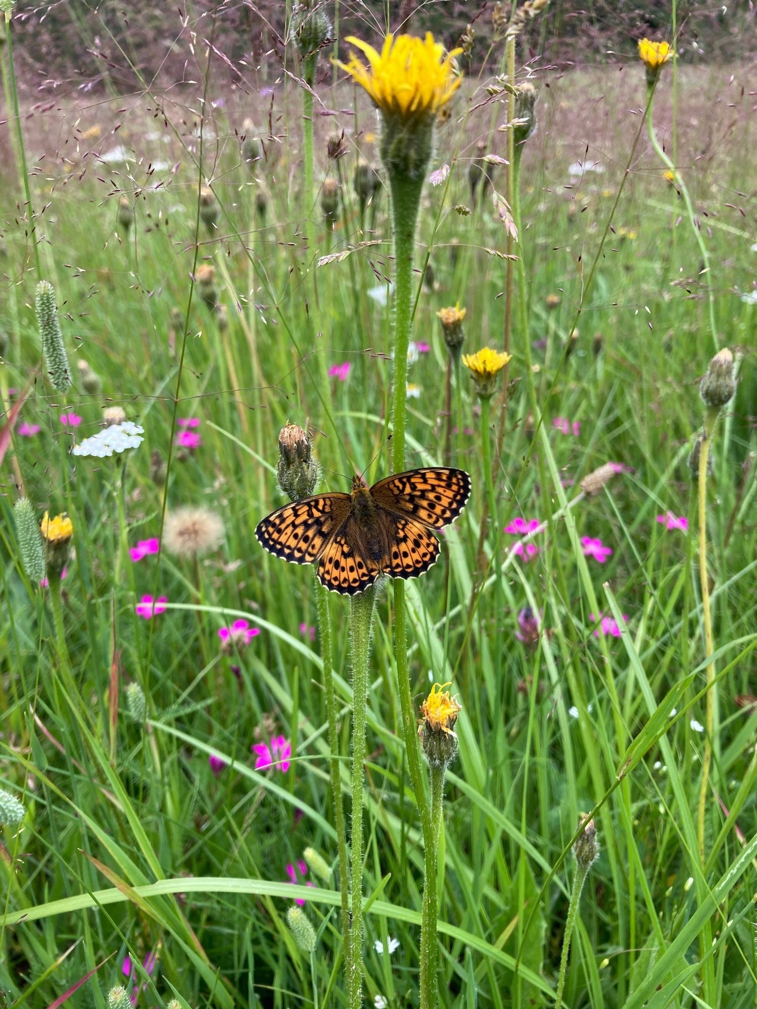 Stages et ateliers 2022 | Genially