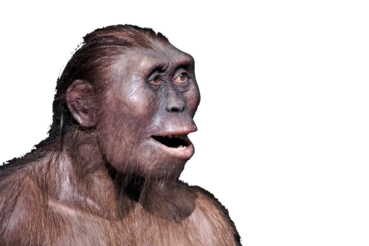 Australopithecus Afarensis Herramientas