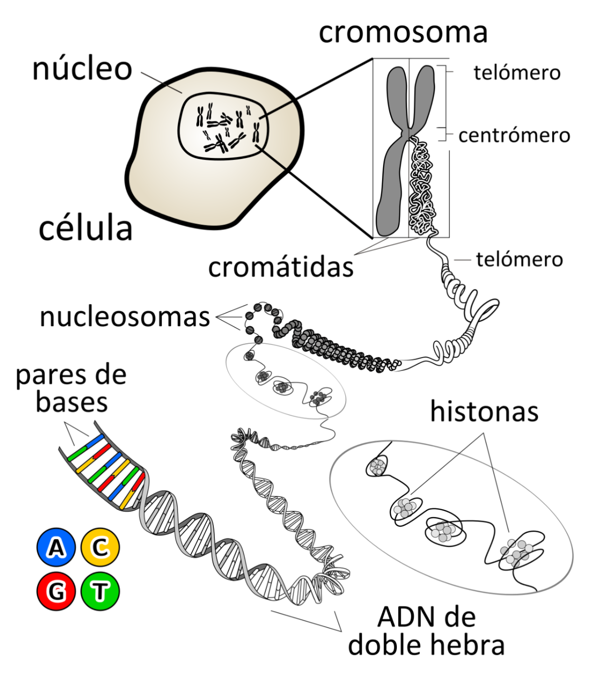 Imagen interactiva de la organización del ADN