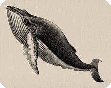 Blue whales