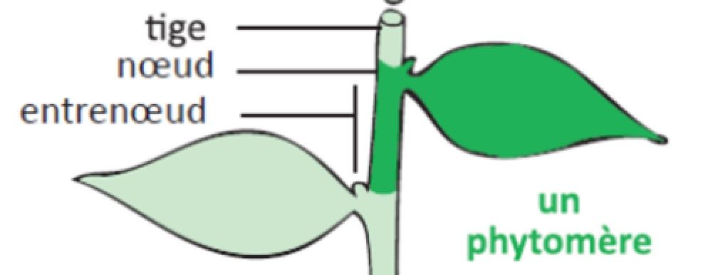 croissance végétale
