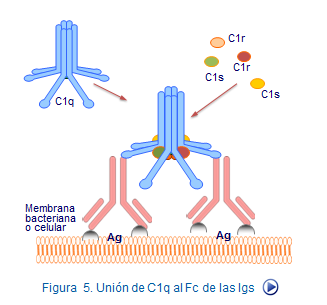 Sistema del complemento - INMUNO | Genially