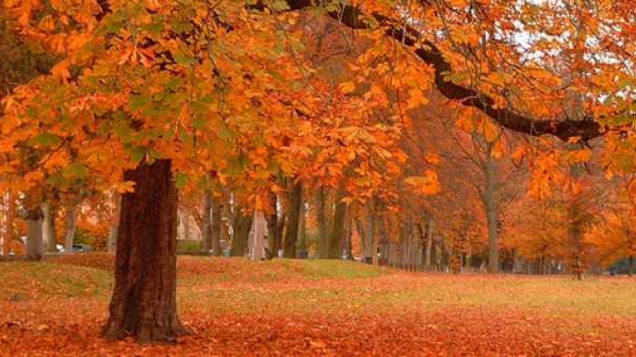 Juego otoño | Genially