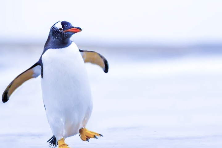 pinguino interactivo