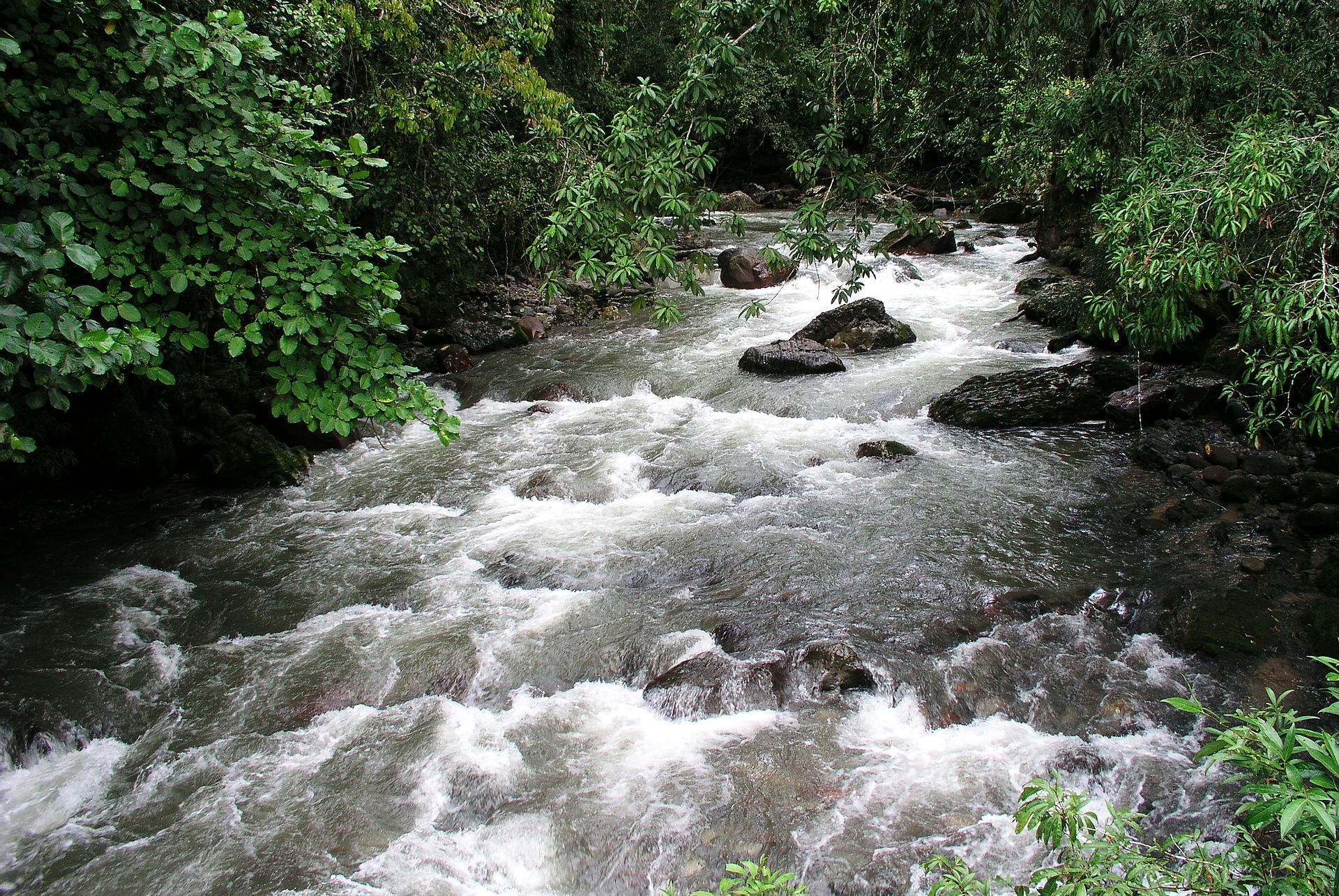 ecosysteme cours d'eau | Genially