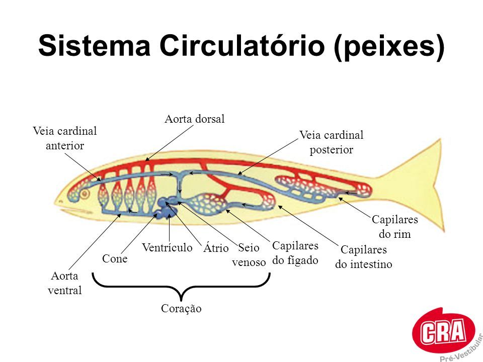 Sistema Circulatorio Do Peixe Pulmonado