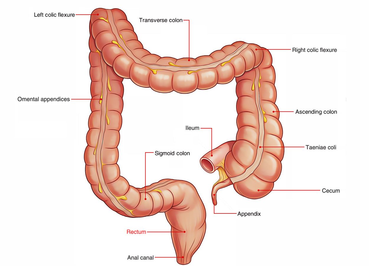 Sistema Gastrointestinal - Reto e Ânus | Genially