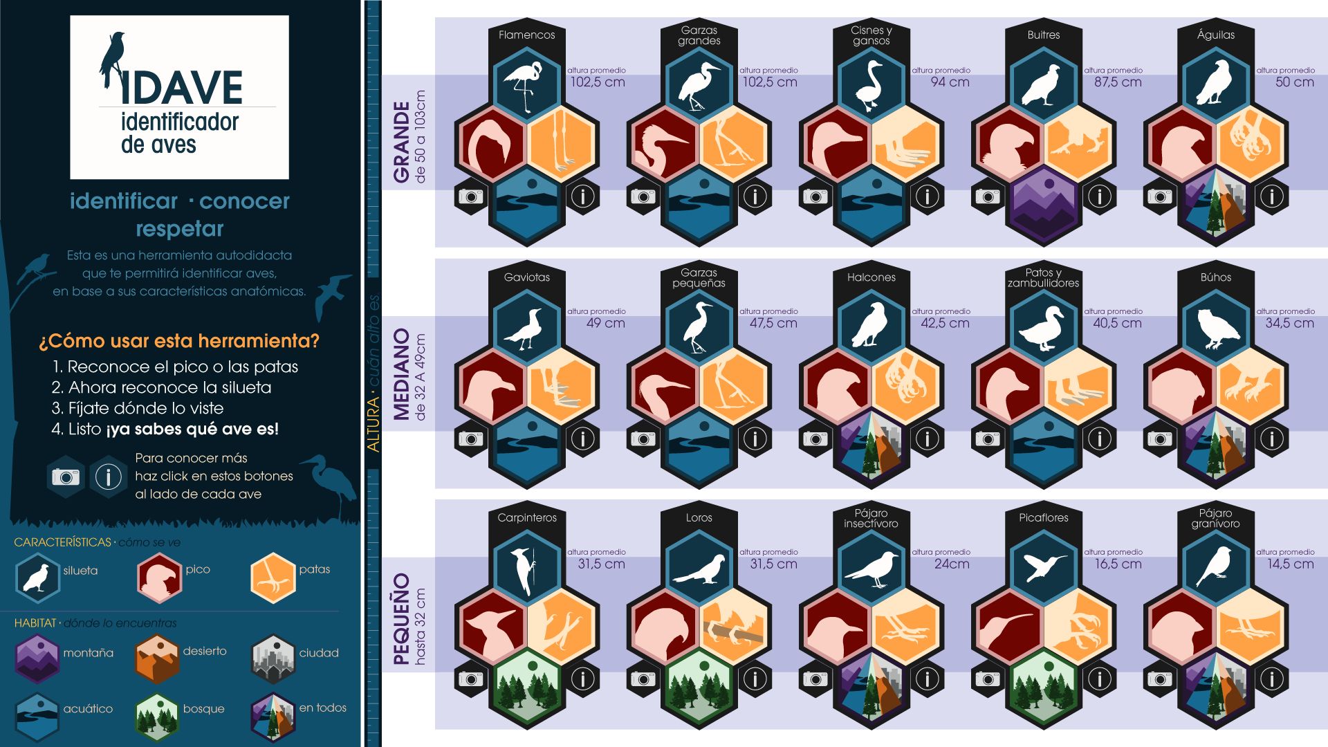 IDAVE - identificador de aves | Genially