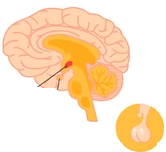 ENDOCRINE SYSTEM INTERACTIVE GAME - PUT THE ORGANS IN THE RIGHT PLACE ...