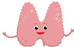 ENDOCRINE SYSTEM INTERACTIVE GAME - PUT THE ORGANS IN THE RIGHT PLACE ...